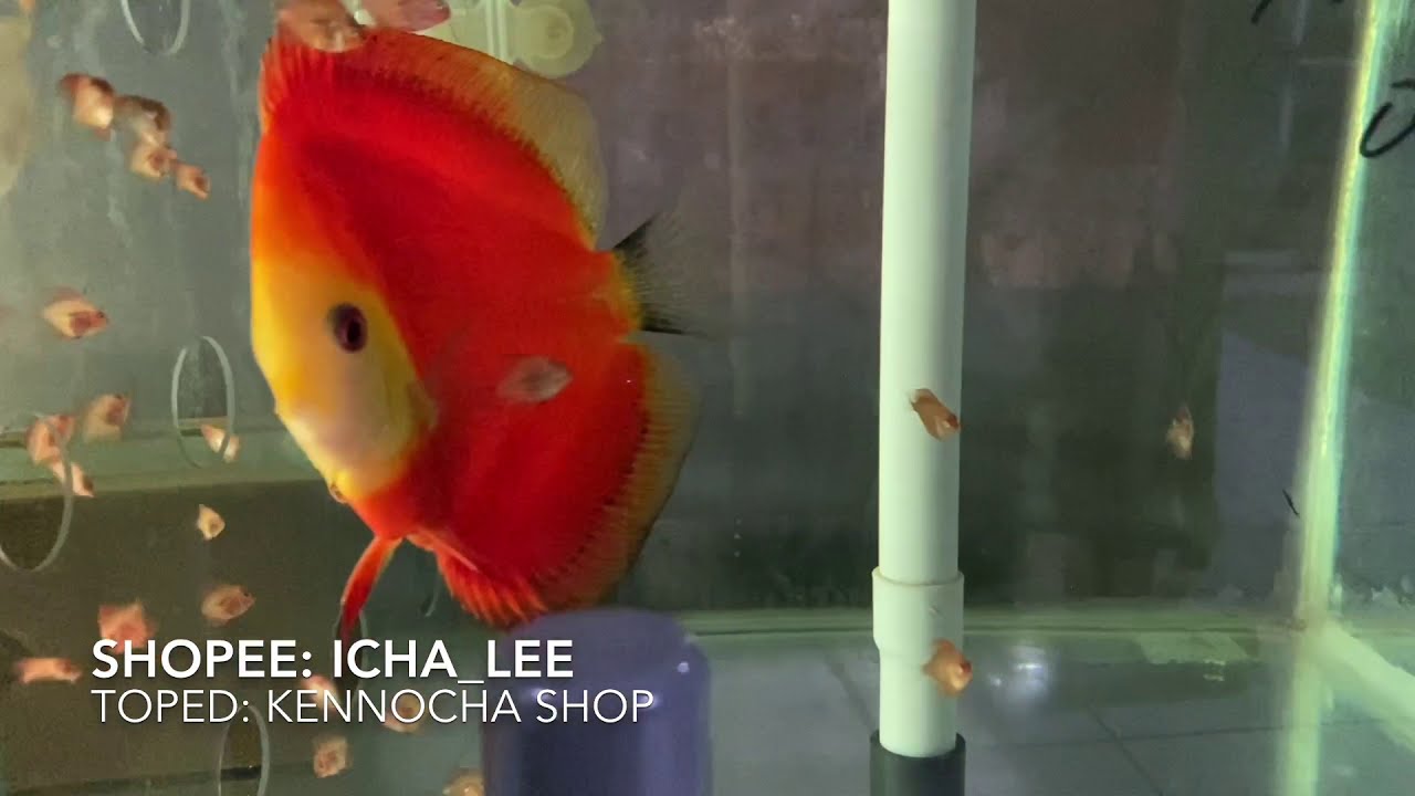 Pasangan Indukan Discus Red Melon dengan ratusan anaknya / Discus Red ...