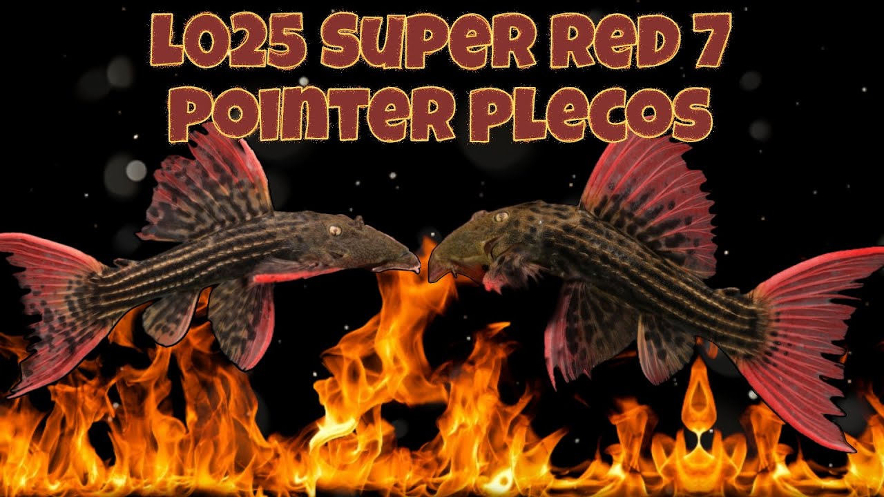 L025 Super Red Plecos 7 Pointers -Sao Felix - YouTube