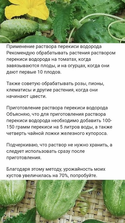 Железные доказательства - огурцы обработанные перекисью водорода дают ...