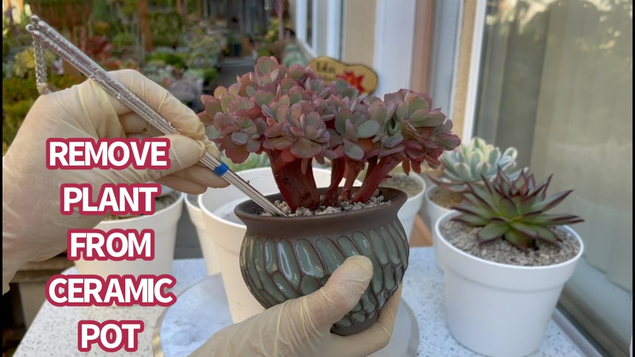 #536 REPOTTING HUGE SUCCULENT | THAY CHẬU SEN ĐÁ | 다육식물 | 多肉植物 ...