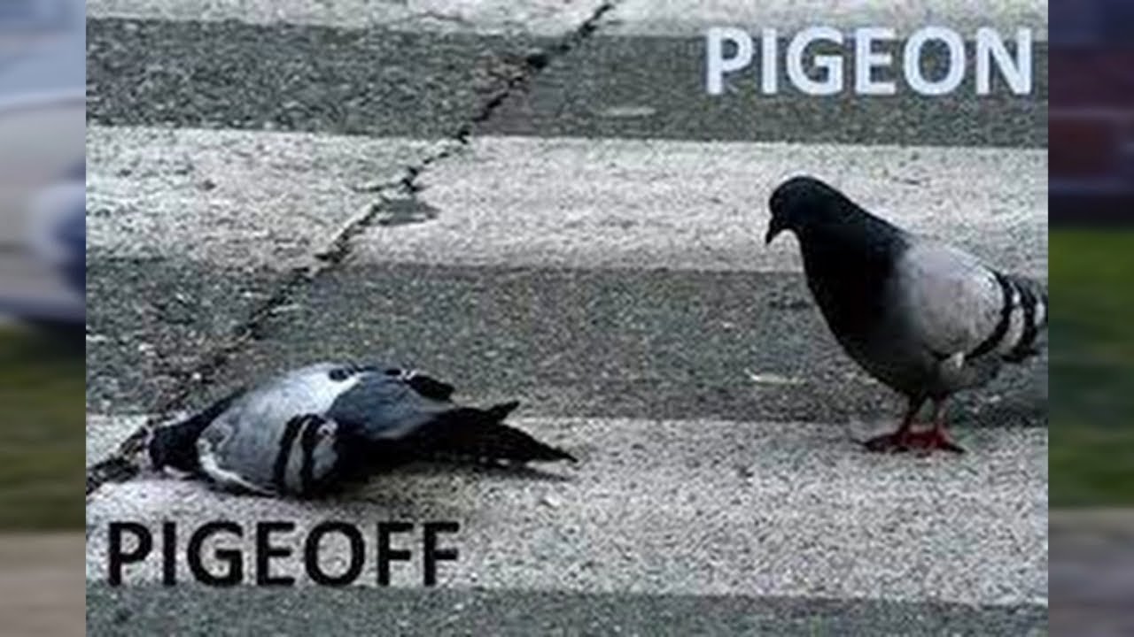 Life changing pigeon memes - YouTube