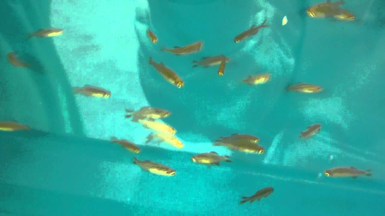 Danio Albolineatus (Pearl Danio) - YouTube