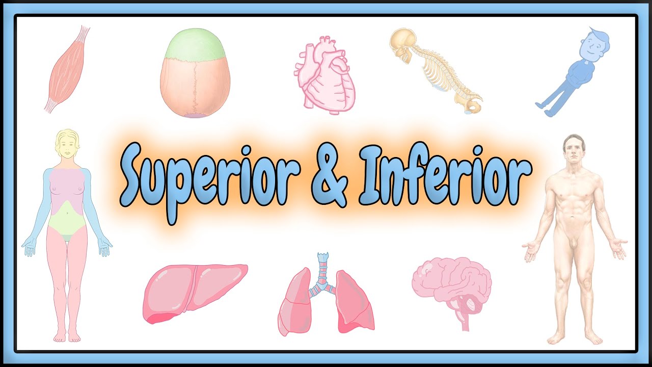13. Superior & Inferior Terms || 2D Animation - YouTube