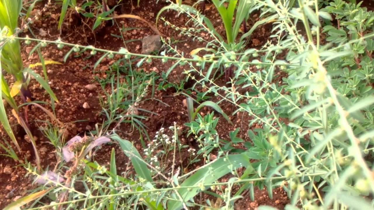 Keelanelli or Phyllanthus Niruri – Health Benefits & Medicinal Uses ...