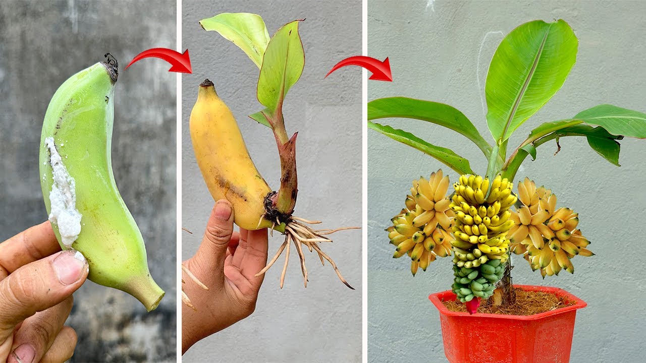 SUPER ATTRACTIVE TECHNIQUE to propagate BANANAS super fast thanks to ...