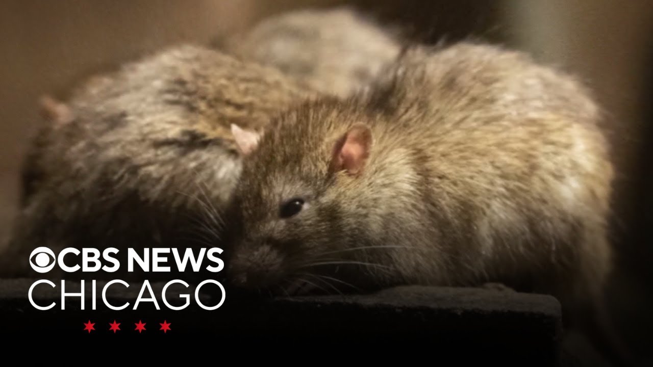 New York takes cues from Chicago in fight to control rat population ...