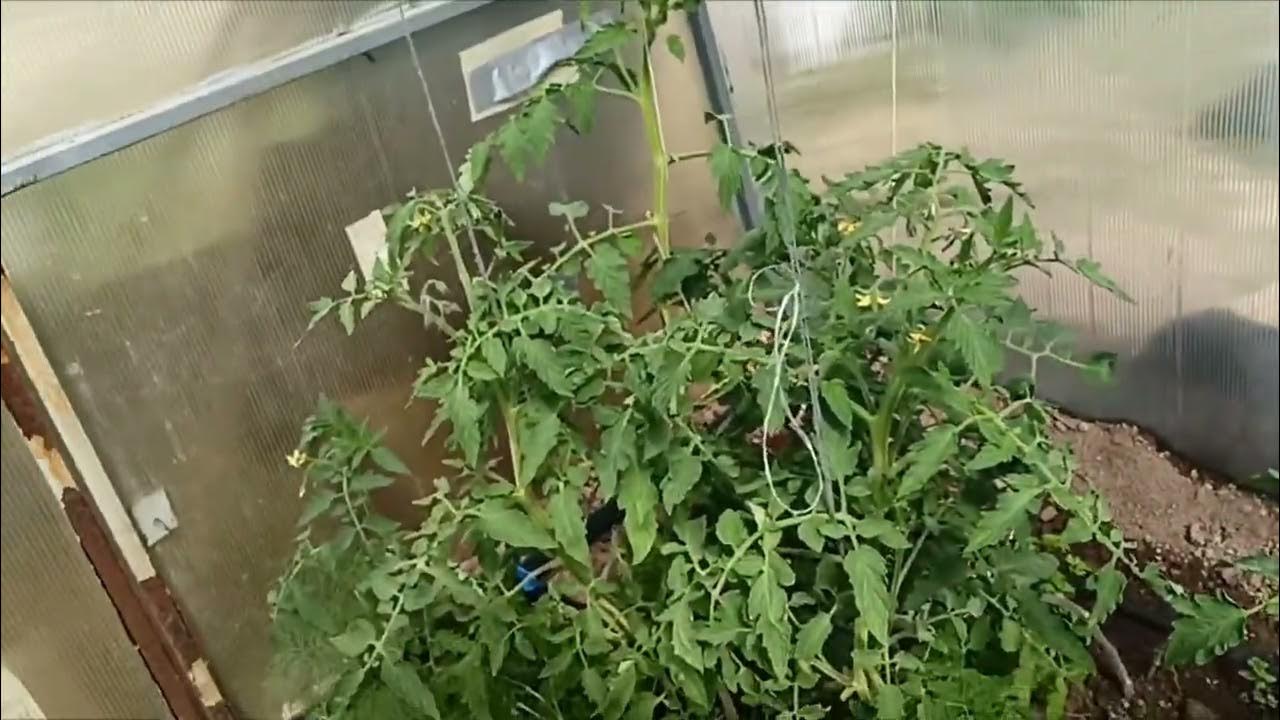 Надёжный Капельный полив теплицы 6х3 ЗА КОПЕЙКИ/Капельный полив из ...