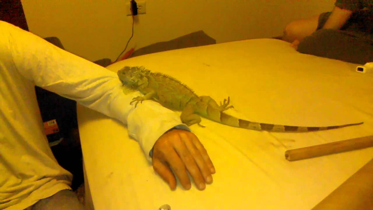 Angry Iguana - YouTube
