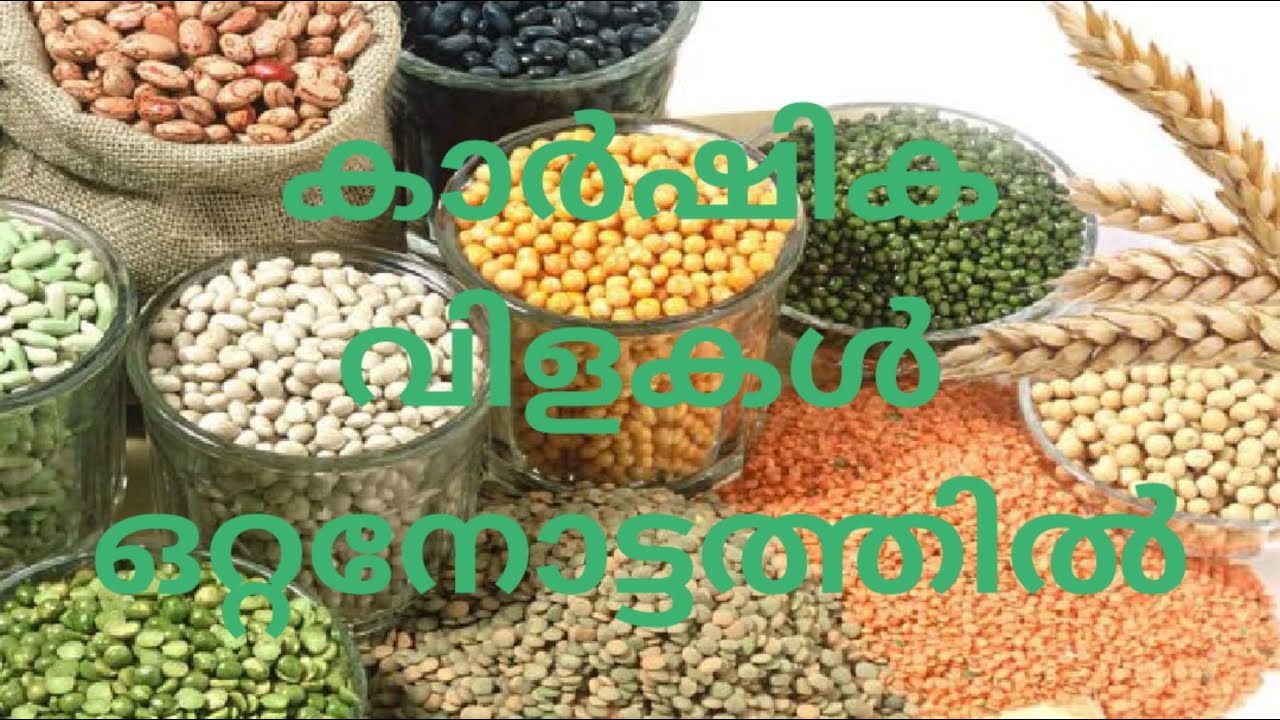 Agriculture crops| കാർഷിക വിളകൾ | karshika vilakal - YouTube