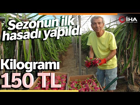 Pitaya (Ejder Meyvesi)’in İlk Hasat Başladı!