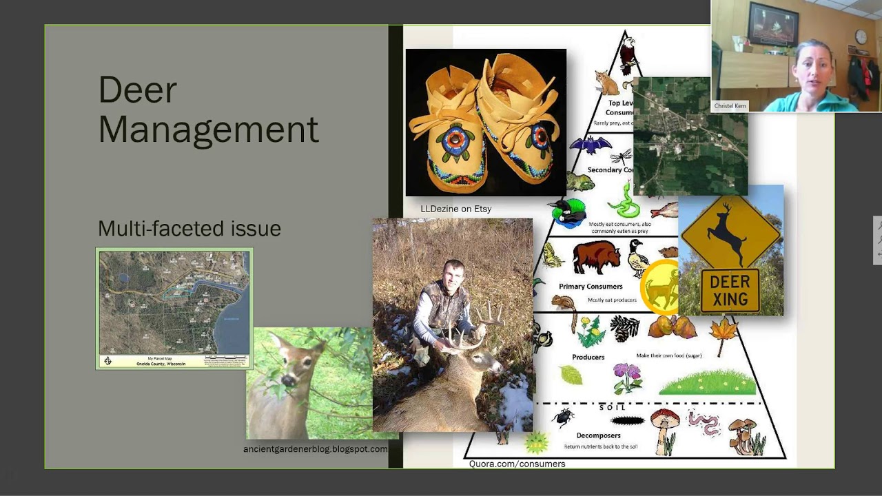 Managing Deer Browse for Forest Health - YouTube