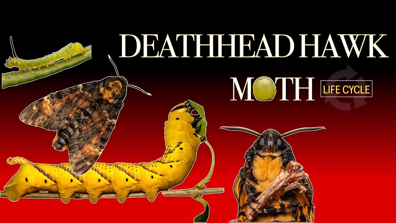 Deaths-head hawk moth life cycle 🐛🦋 Caterpillar to Moth - YouTube