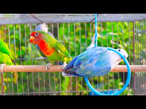 Cennet papağanı ötüşü | Cennet papağanı sesleri | LoveBird singing