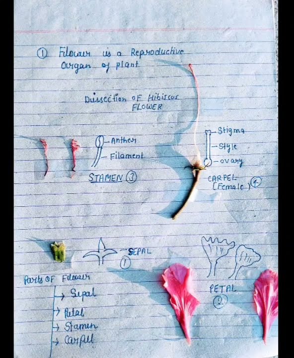 Dissection of hibiscus flower(complete flower) #ashish sir - YouTube