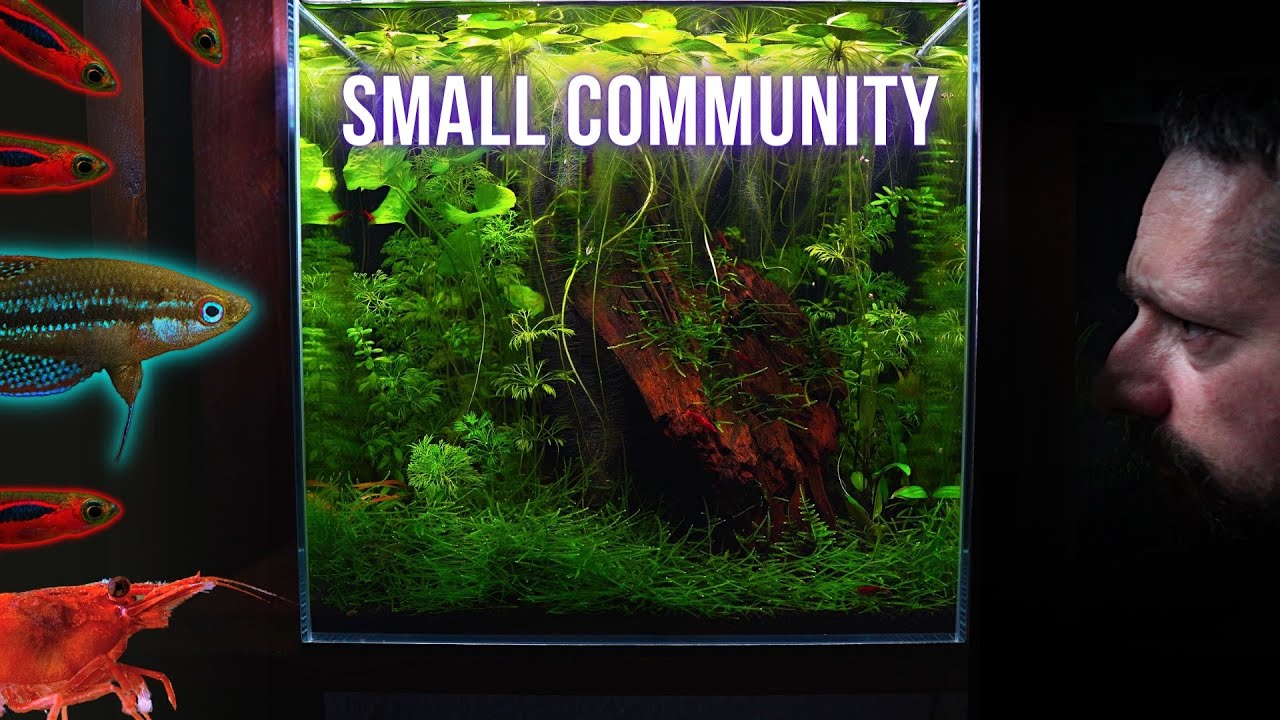 NANO FISH in this PLANTED AQUARIUM live in HARMONY | EP6 MOSS NANO CUBE ...