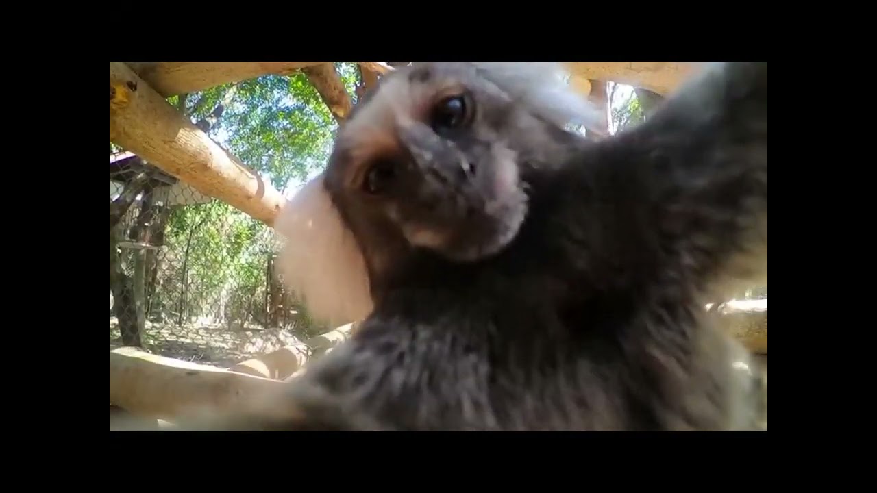 Monkey kissing camera #shorts - YouTube