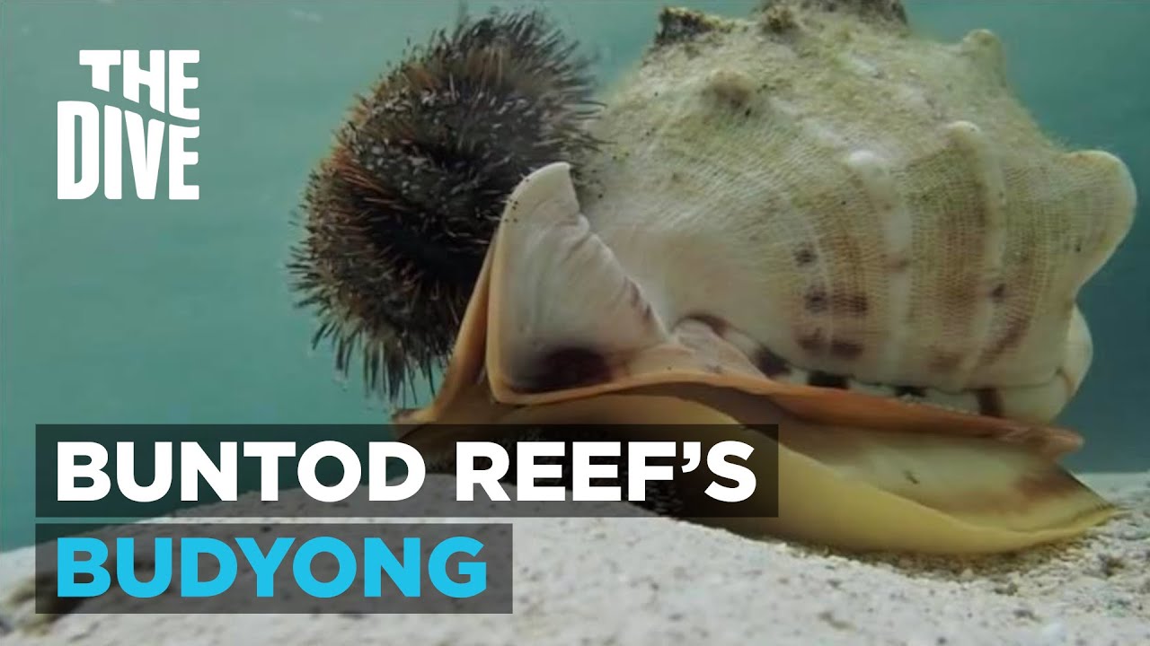 Wonders of Creation: Buntod Reef’s ‘Budyong’ | THE DIVE - YouTube