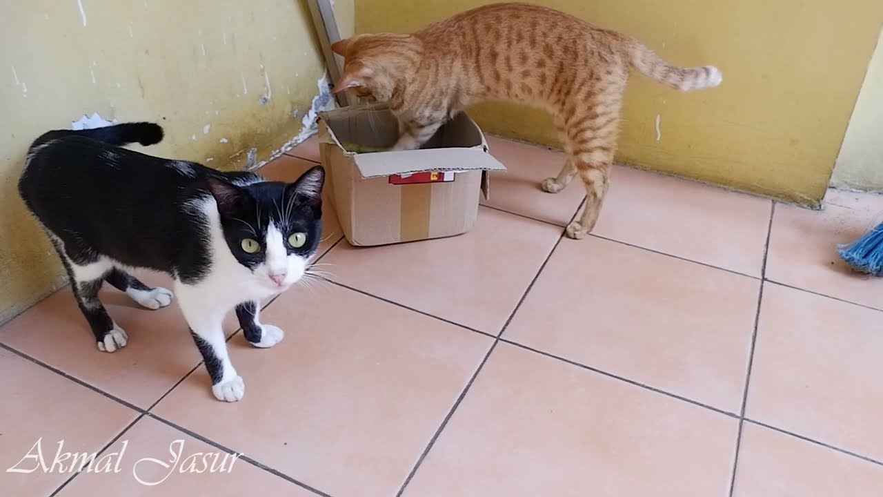 CAT PLAYING WITH MOUSE TOY - YouTube