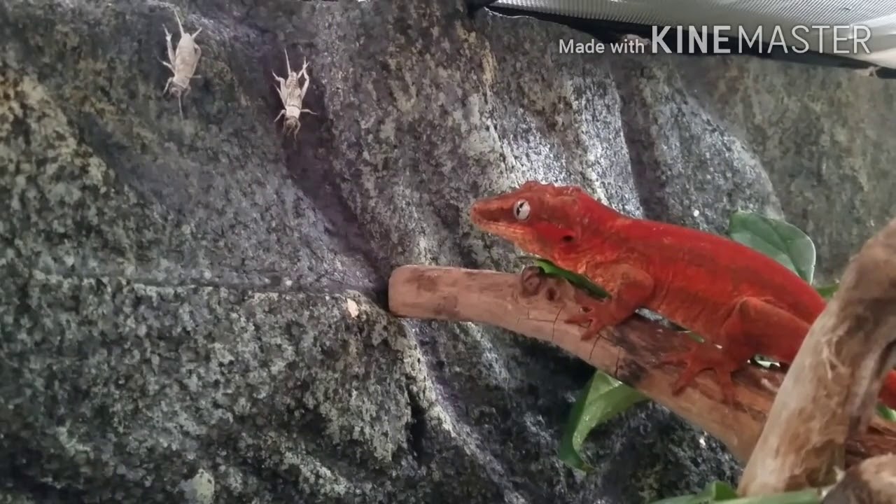 (Red velvet) Super striped Gargoyle gecko! SNACK TIME. gives deadpool a ...