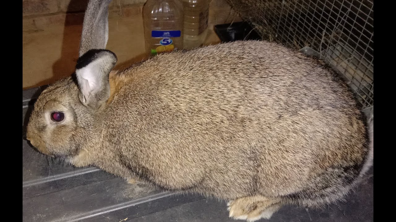 SA Phendula rabbit - YouTube