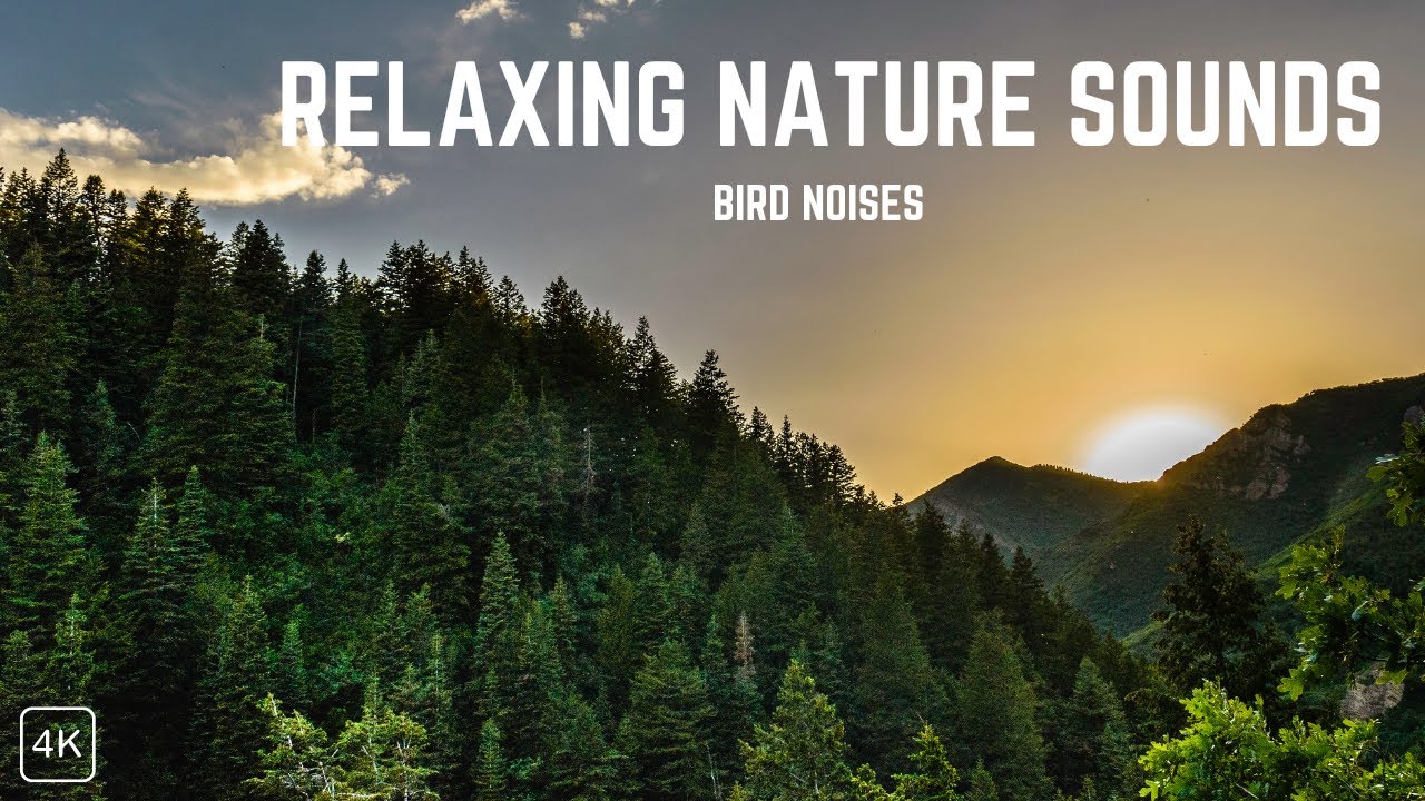 Nature Relaxing Sounds | Relaxing Sounds Along With Beautiful Nature ...