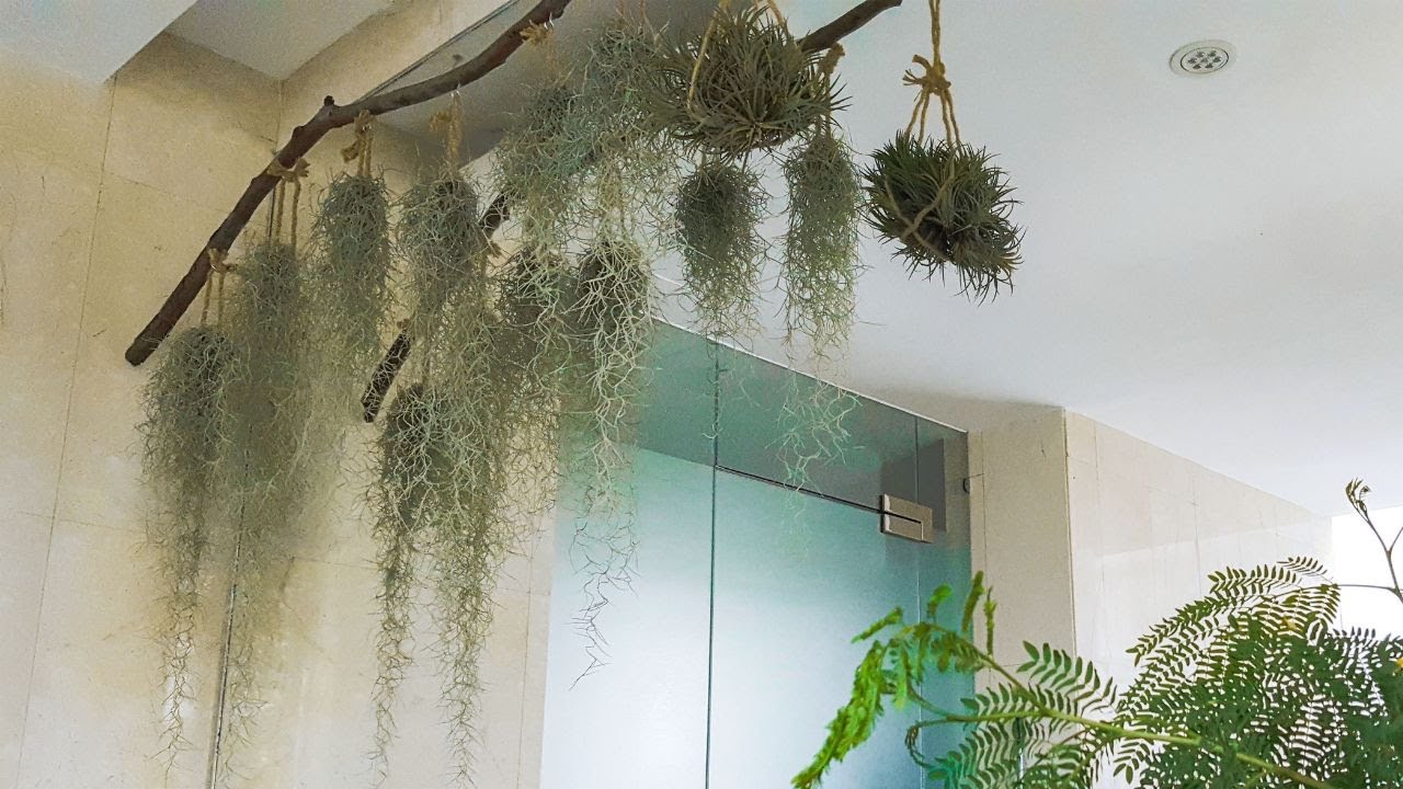 #62 Rustic Spanish Moss Curtain On Branch Under $50 | Easy Pinterest ...