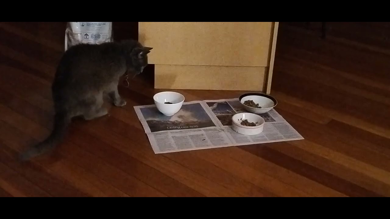 Molly Cat Midnight Snacks - YouTube