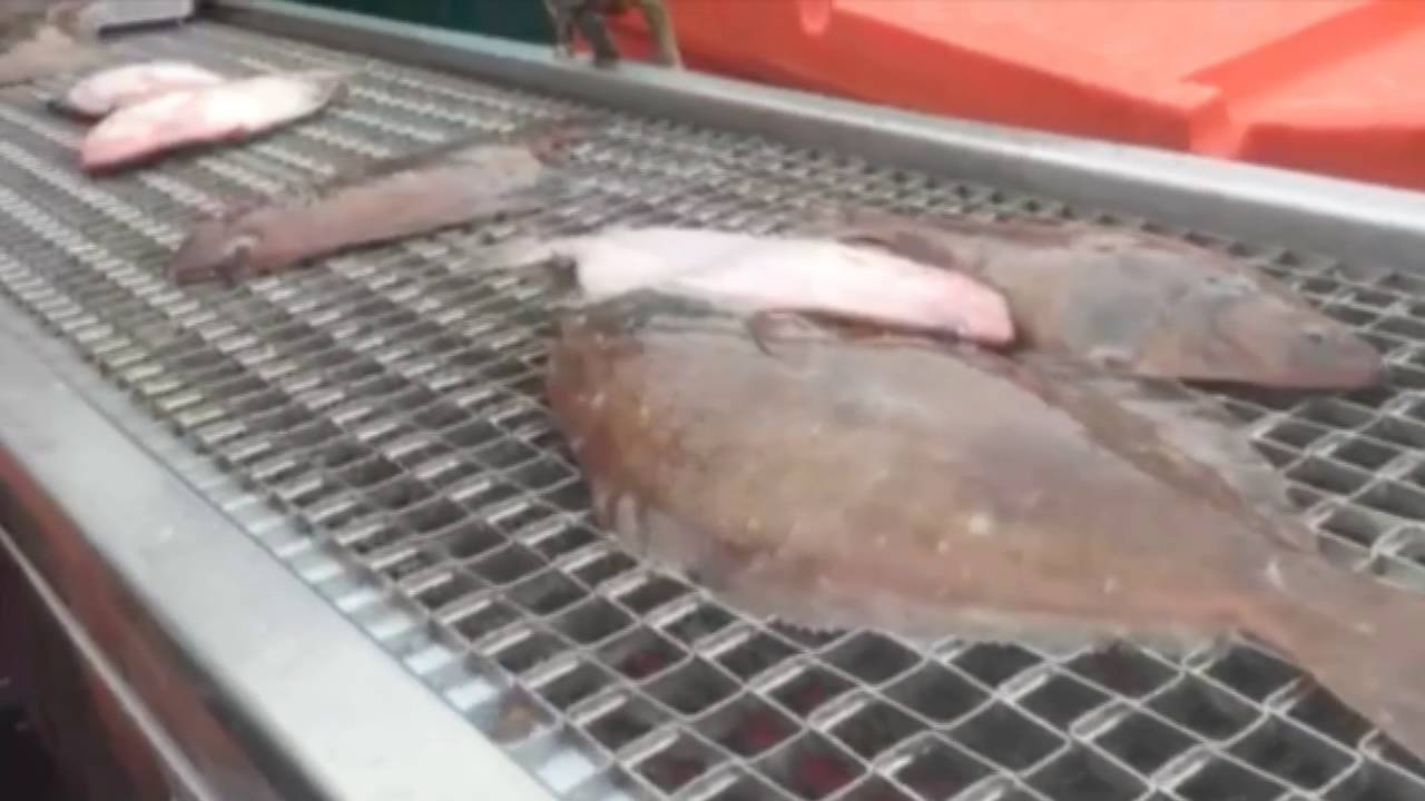 Fresh Petrale Sole out of Morro Bay Fish Co. - YouTube