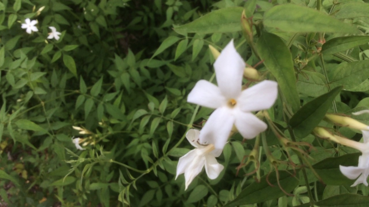 Jasmin d'été ou Jasmin blanc 'Jasminum Officinalis' Une fragrance hors du temps - YouTube