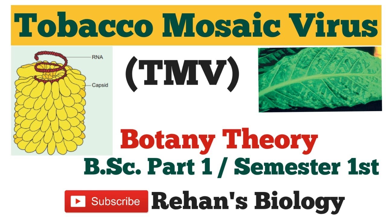 #Tobacco Mosaic Virus #TMV #Rehan's Biology #B.Sc. Part 1 semester1st ...