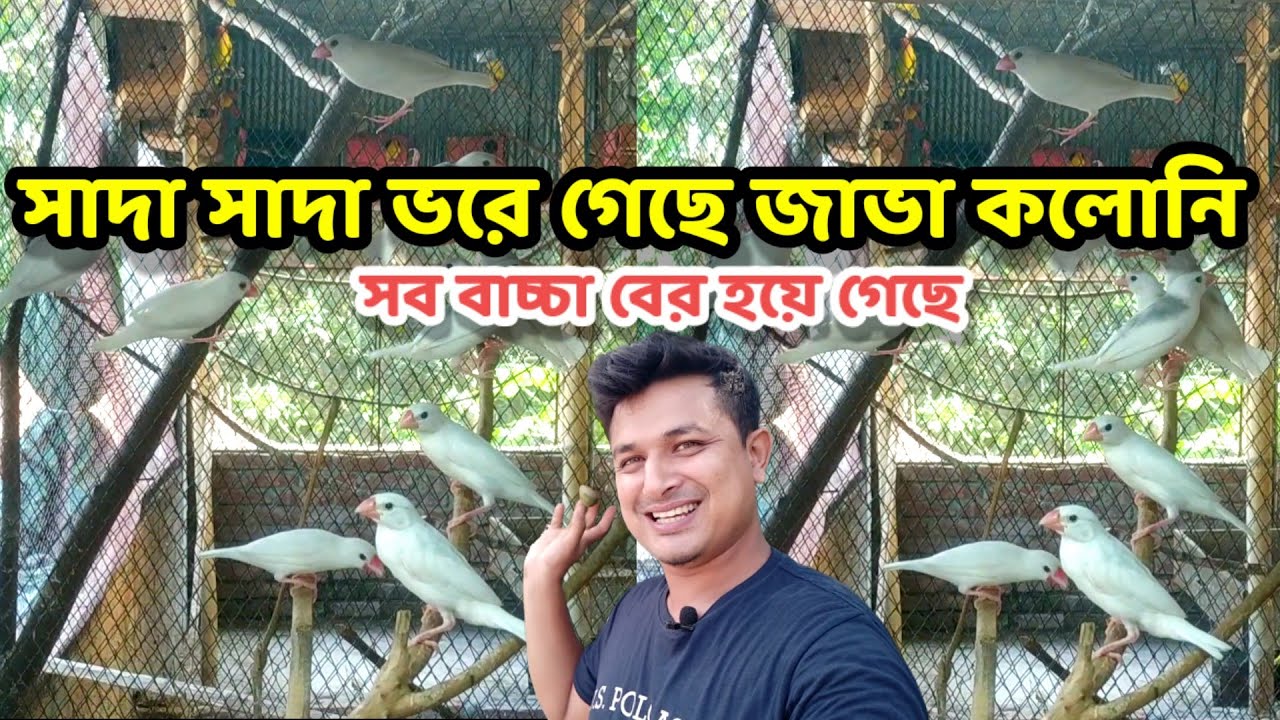 সাদা সাদা ভরে গেছে জাভা পাখির কলোনি সব বাচ্চা বের হয়ে গেছে | java ...