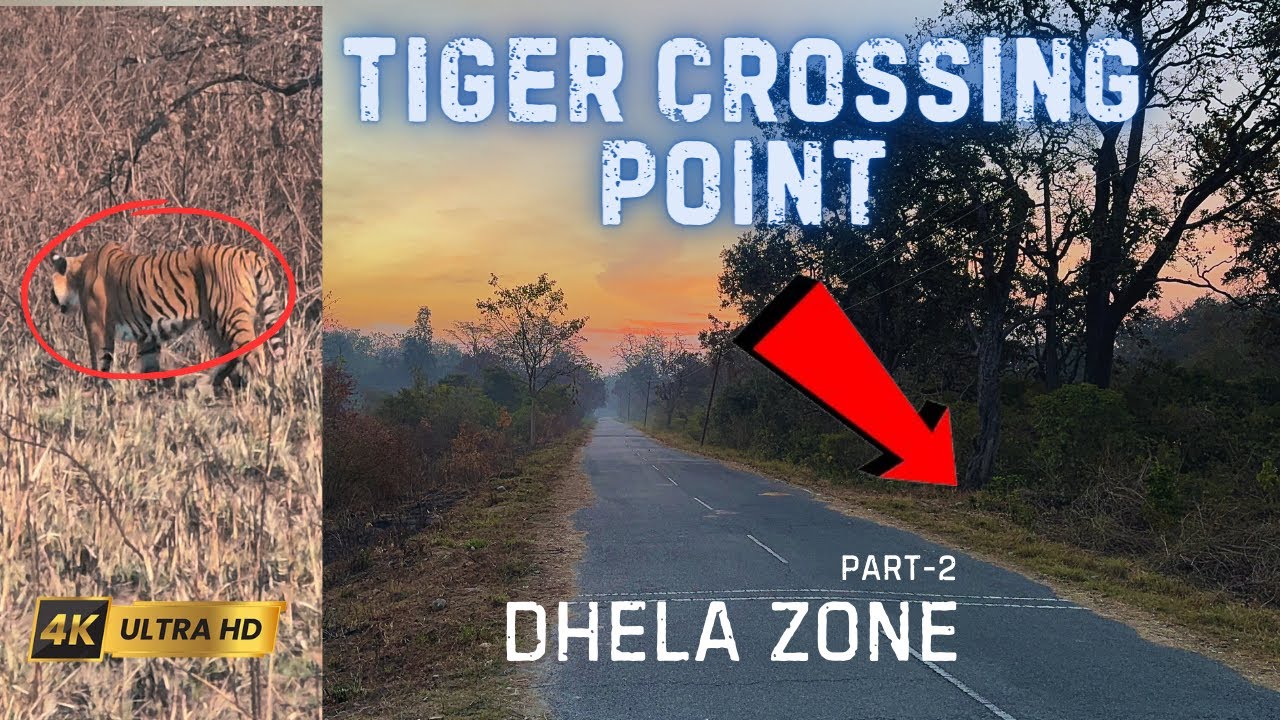 Dhela Village के पास है यह FRH | Dhela Zone | Corbett Tales #wildlife ...