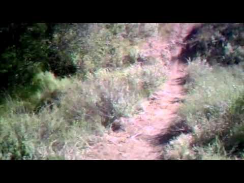 dog tag.m4v - YouTube