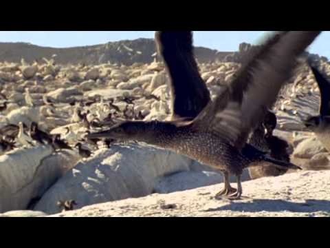 Funny Talking Animals - Walk on the Wild Side