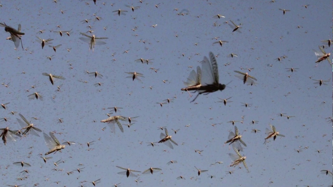 LOCUST (TIDDI) ATTACK IN JAIPUR RAJASTHAN - YouTube