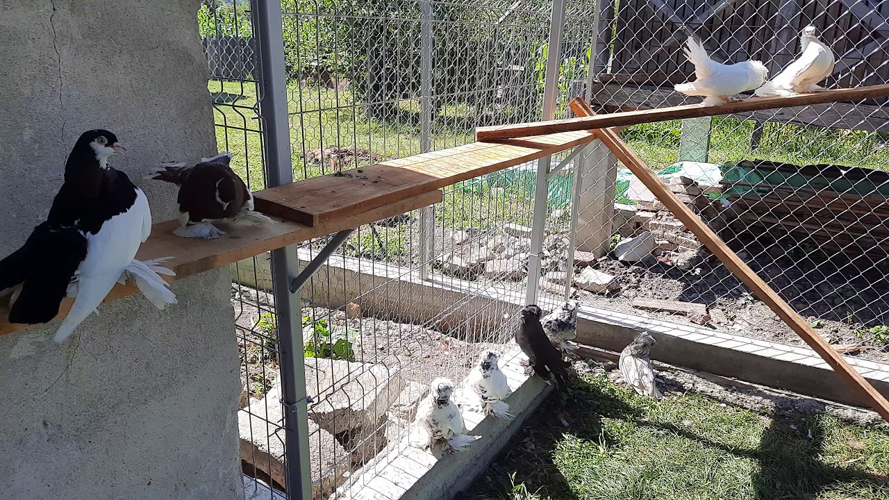 ORNAMENTAL PIGEONS - YouTube