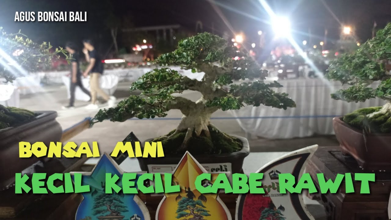 bonsai mini si kecil tapi pedes | agus bonsai bali - YouTube