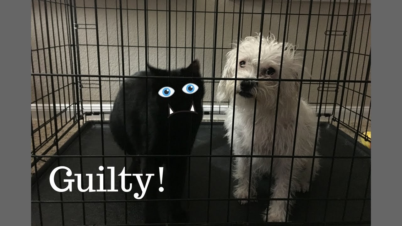 Guilty Animals (Dog and Cat) - YouTube