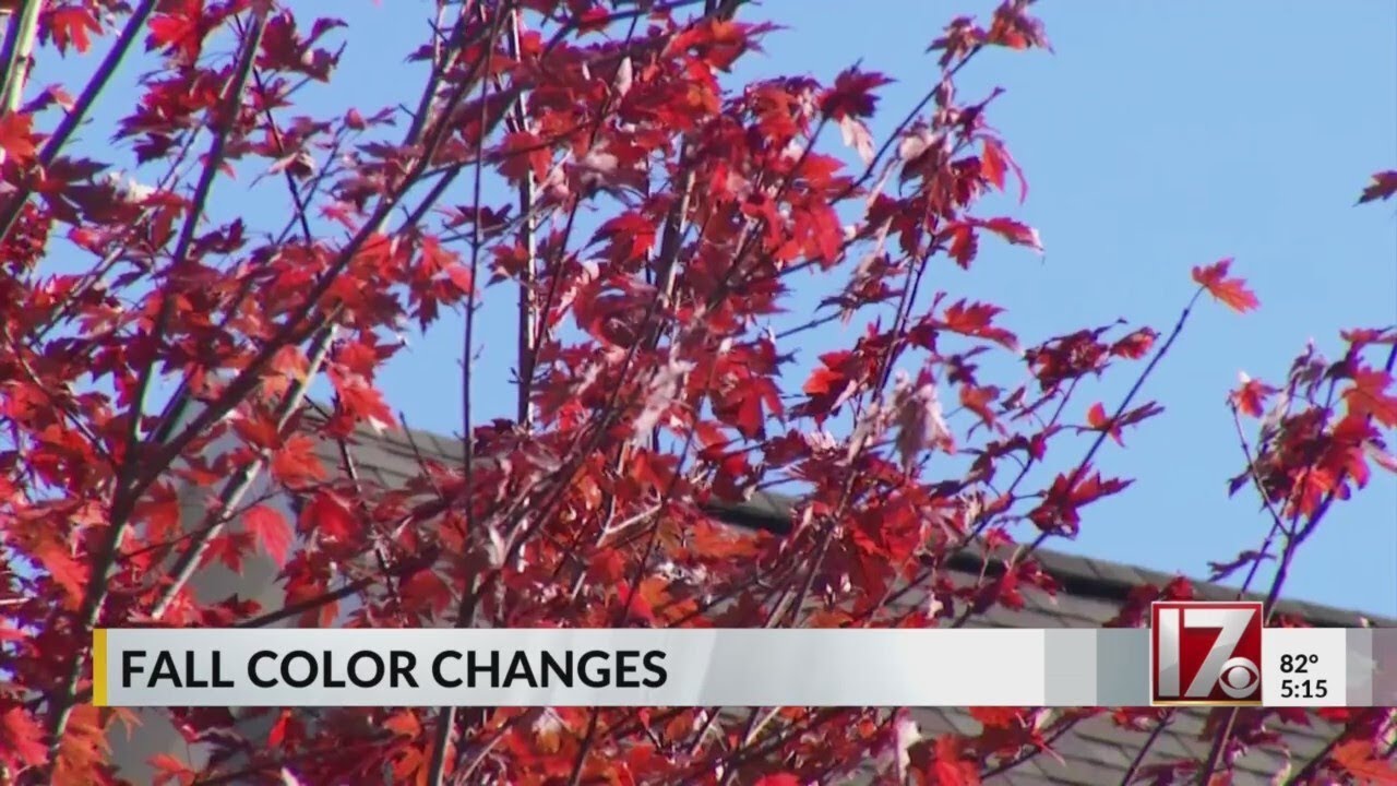Fall color changes - YouTube