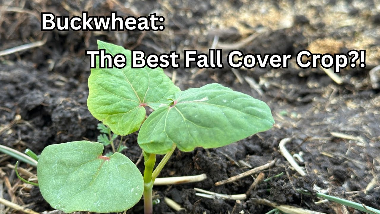 The Best Cover Crop To Plant This Fall! - YouTube