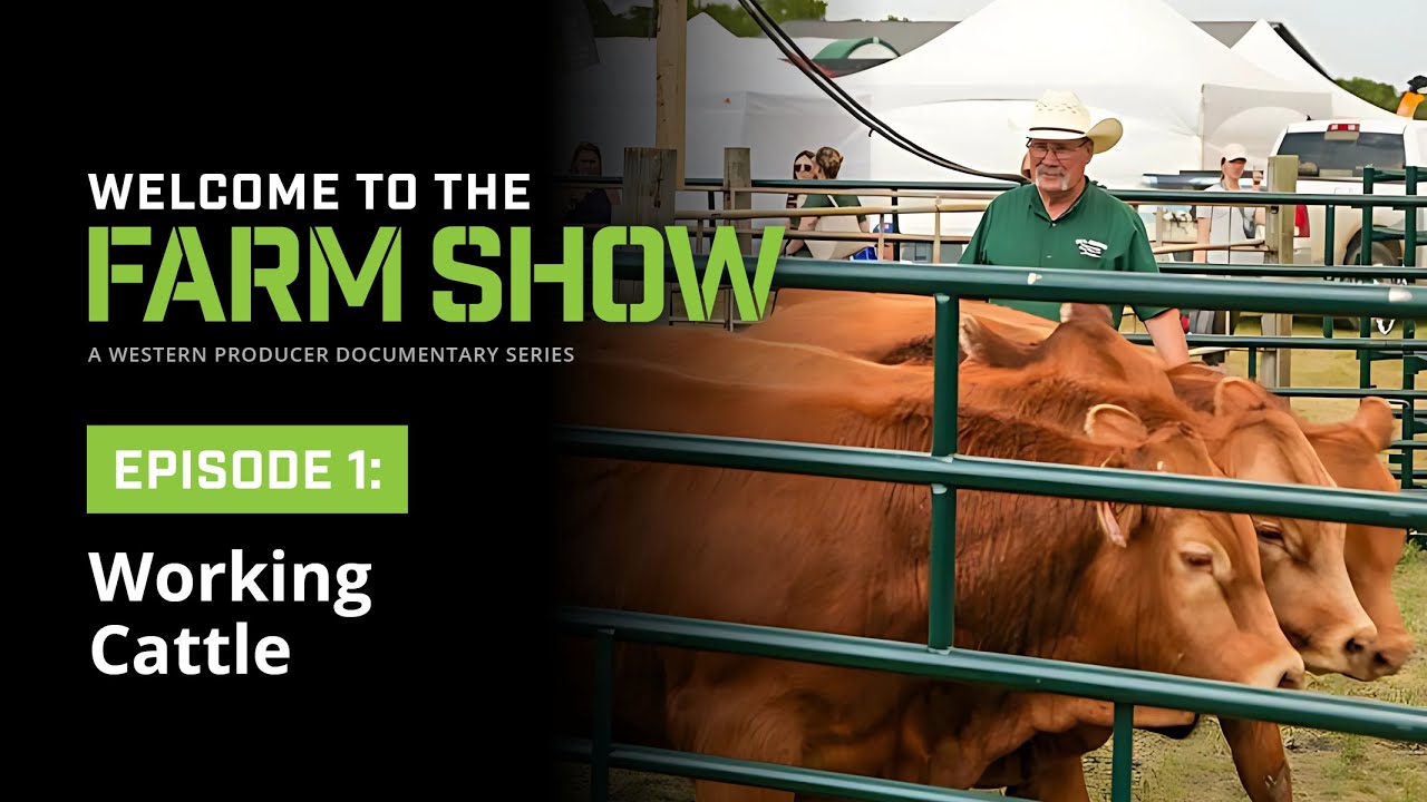 Working Cattle - Episode 1 | Welcome to the Farm Show | A Western ...
