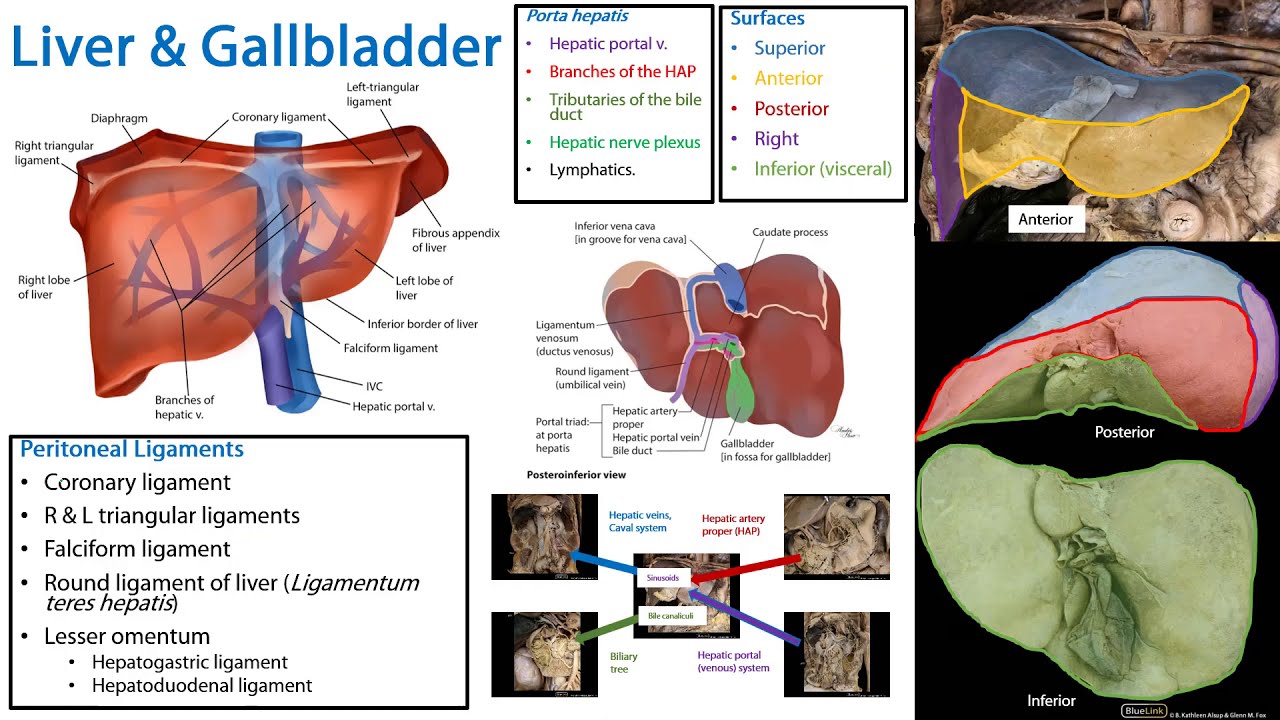 Liver and Gallbladder - M1 S10 Stomach, Liver, and Spleen - YouTube
