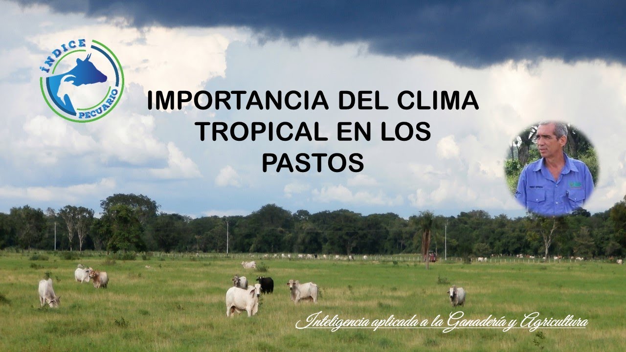 Cómo influyen la temperatura y la precipitación en los pastos ...