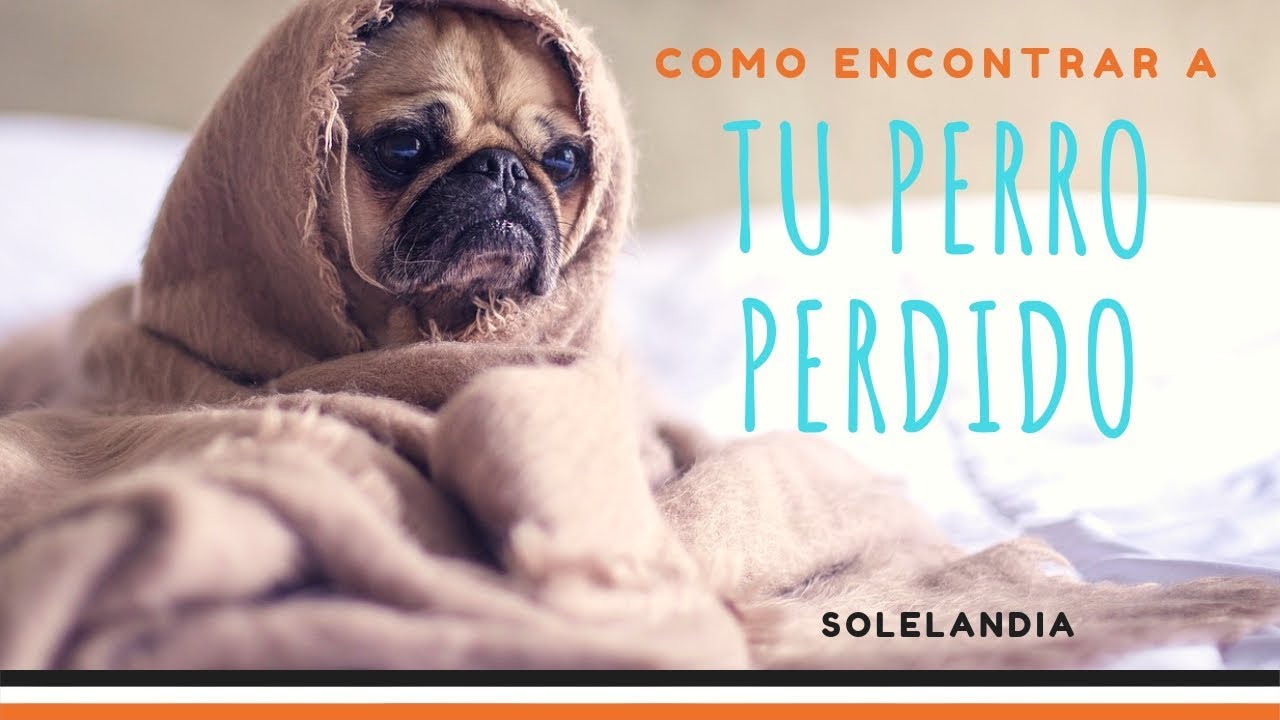 Como encontrar a tu perro perdido #perrosperdidos - YouTube