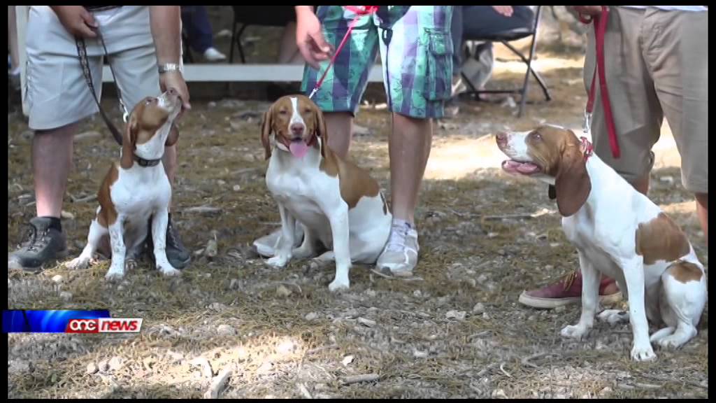 Se jkunu evalwati kampjuni ġenetiċi tal-kelb tal-kaċċa Malti - YouTube