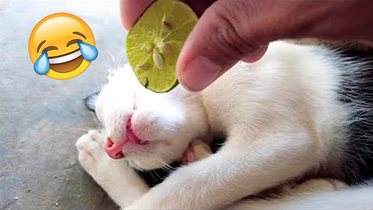 Eating lemon on Friday & here's to another great week for all 💖! #cats ...