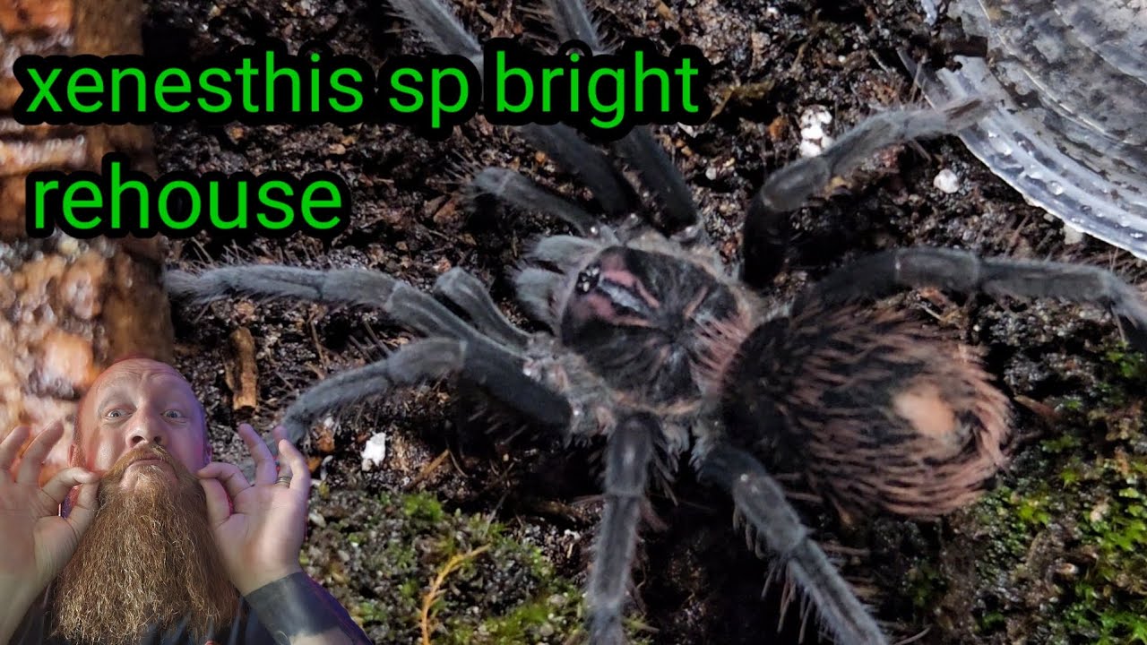 Xenesthis Sp White