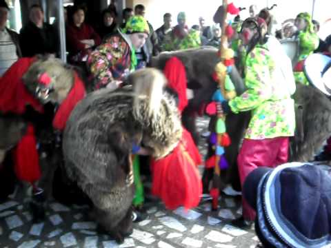 ursul din tescani,com beresti-tazlau,jud bacau - YouTube
