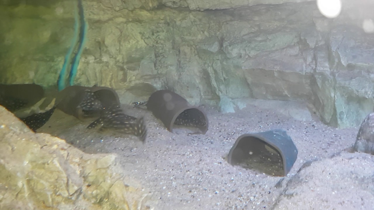 L082 opal pleco - YouTube