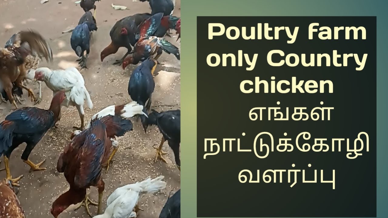 Poultry farm only country chicken in organic method நாட்டுக் கோழி ...